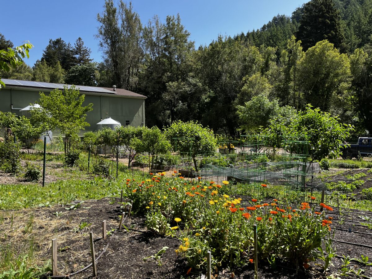 Community Garden Spotlight: The Parkside Community Garden in Monte Rio ...